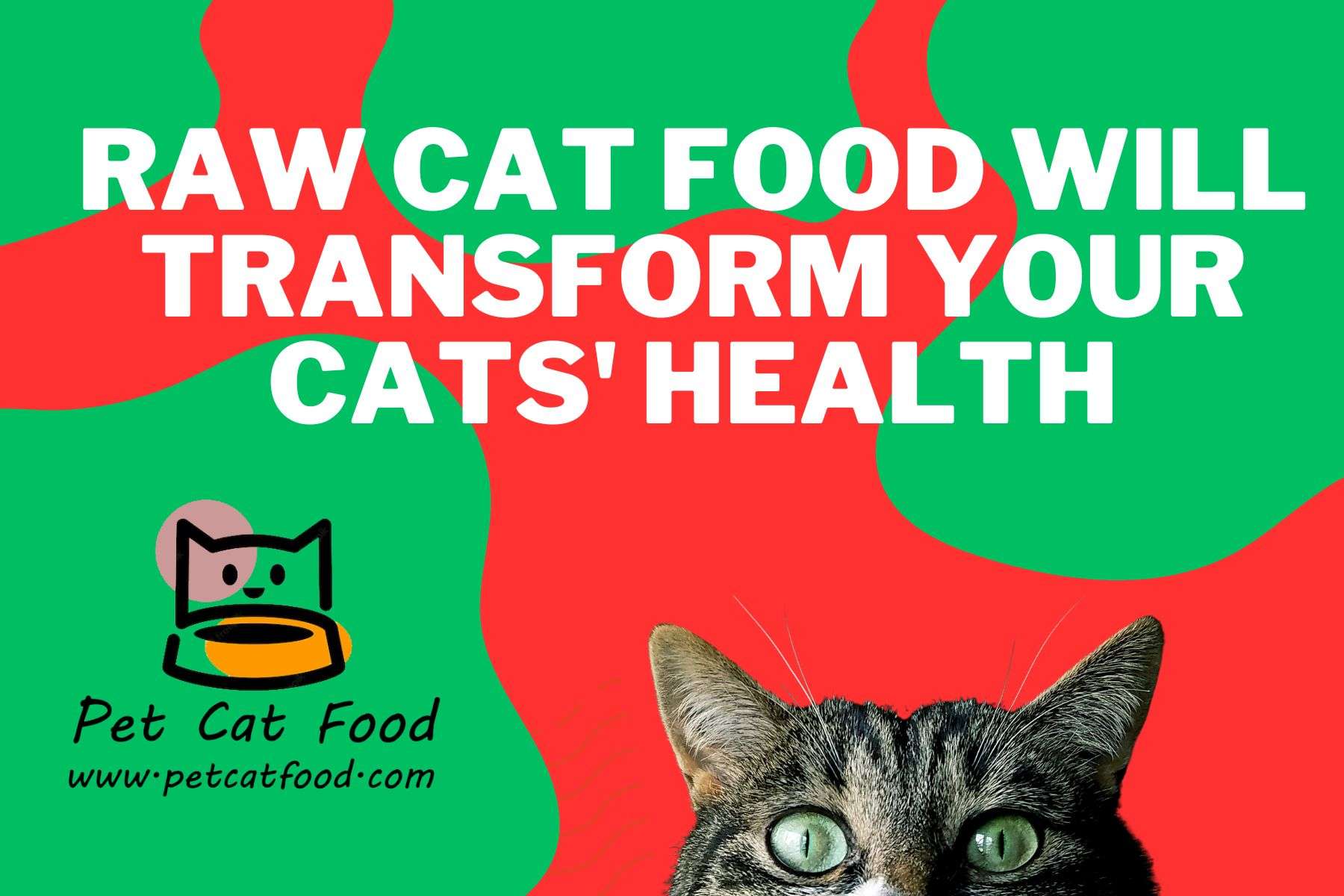 Best Raw Cat Food : Natural Nutrition 2026 - Pet Cat Food